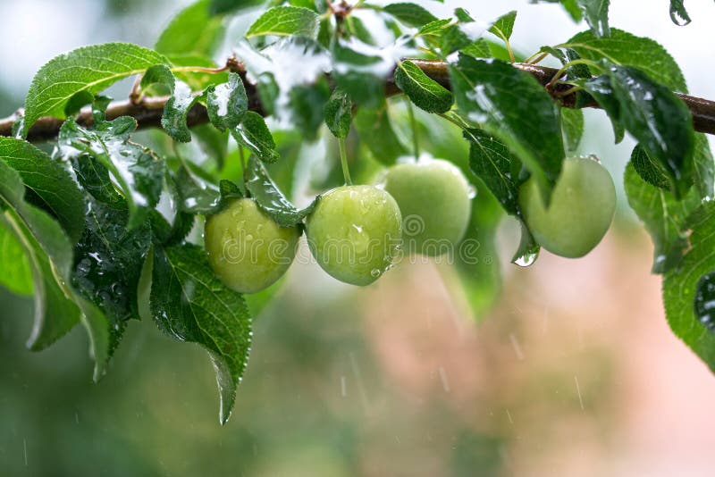 Green plum stock photo. Image of abstract, closeup, health - 35037722