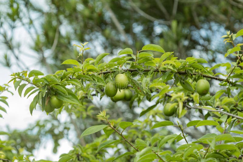 Green plum tree stock photo. Image of grown, healthy - 118651734