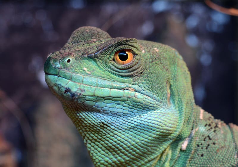 Plumed Basilisk Lizard Portrait Stock Image - Image of plumifrons ...