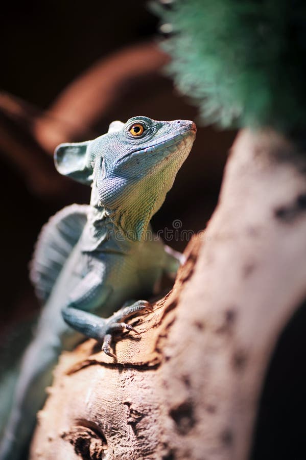 Green Plumed Basilisk Lizard Stock Photo - Image of blue, american ...