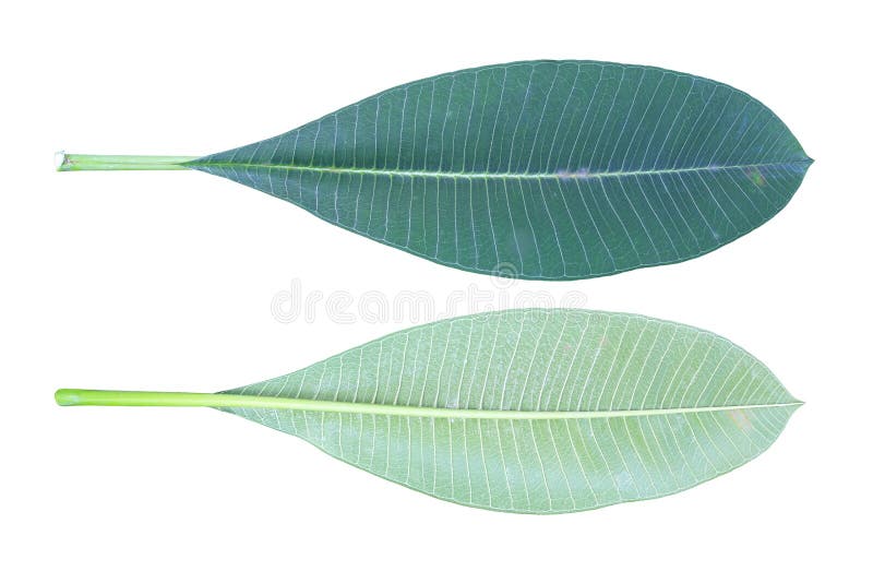 Green Plumeria or Frangipani Leaf Front and Back Isolated on White ...