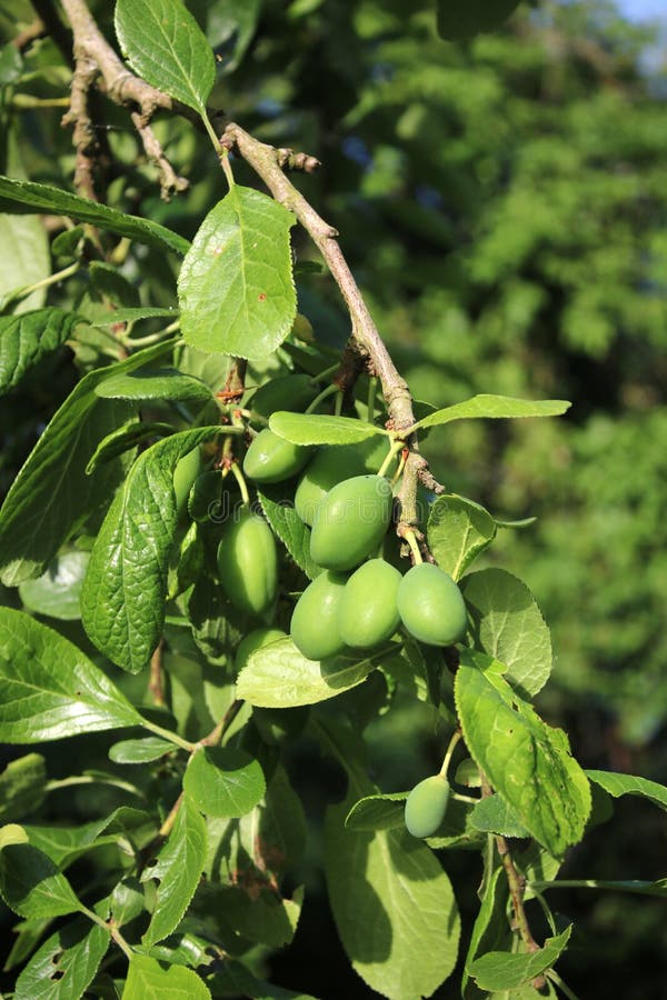 Green Plums Growing on a Victoria Plum Tree Stock Photo - Image of ...