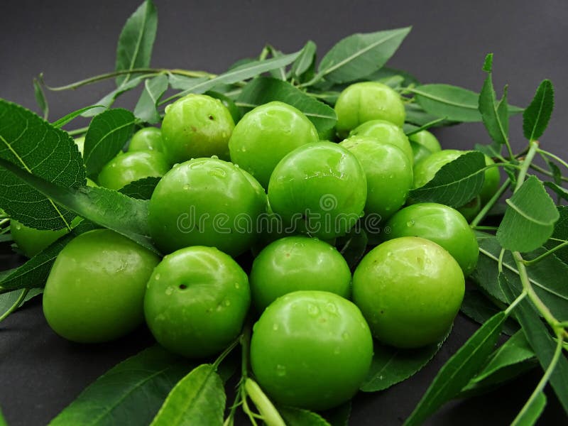 Green Plums on Plum Tree Leaves Stock Image - Image of isolated, crisp ...