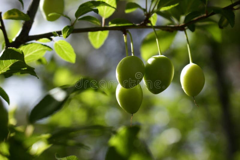 Plum tree stock image. Image of eating, farm, harvesting - 192675405