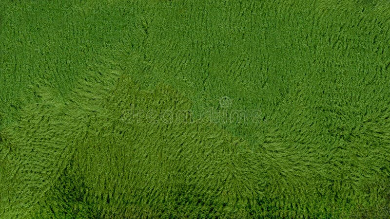 Green Plush Fabric Texture Background Stock Photo - Image of material ...