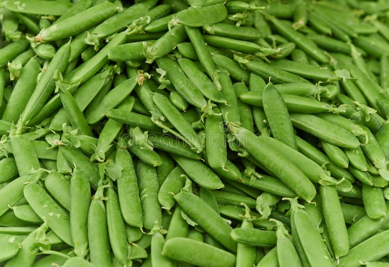 Green pods with peas stock photo. Image of vegetarian - 32656086