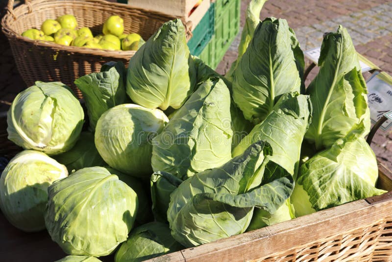 Green Pointed Cabbage and White Cabbage Cabbage in a Wicker Basket ...