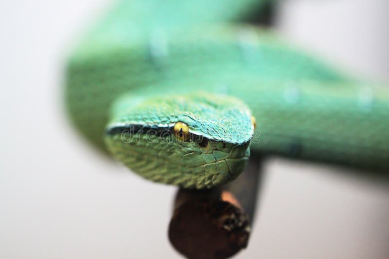 Green Poisonous Snake Royalty Free Stock Photography - Image: 33799137