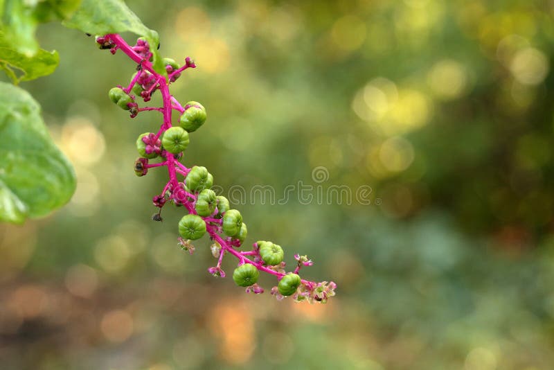 Poke Weed Flowers stock photo. Image of purple, leaves - 78943334