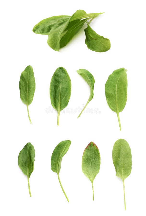 Green Polygonaceae Sorrel Spinach Dock Leaves Stock Image - Image of ...
