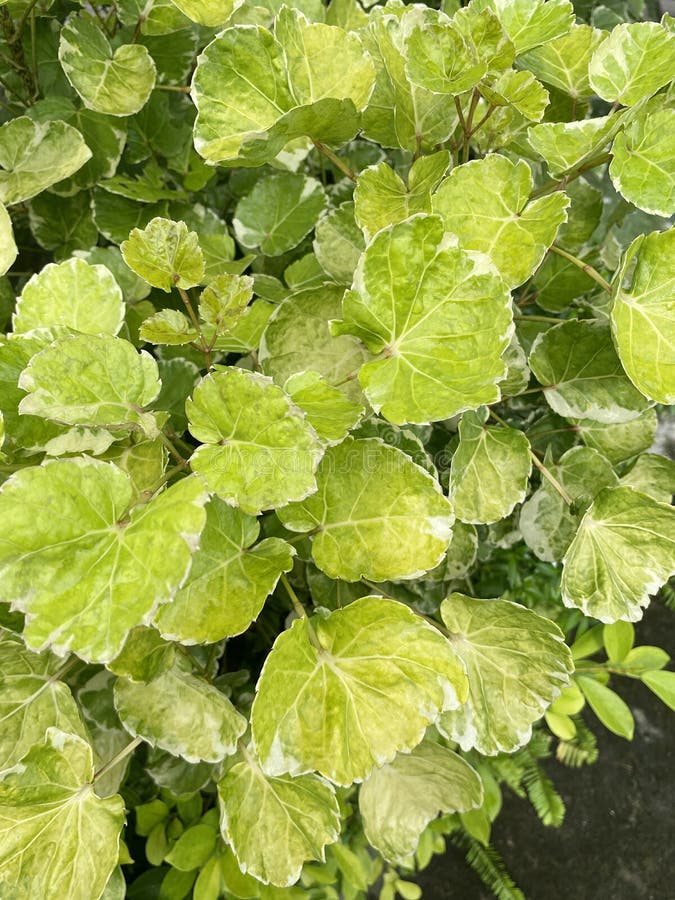 Green Polyscias Plant in Nature Garden Stock Image - Image of natural ...