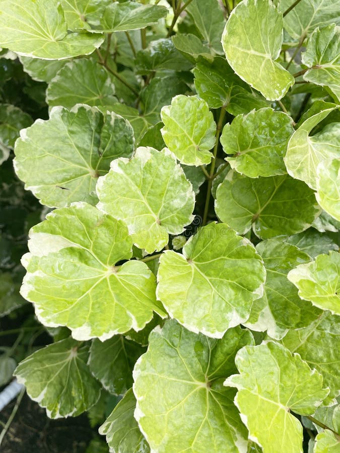 Green Polyscias Plant in Nature Garden Stock Photo - Image of flora ...