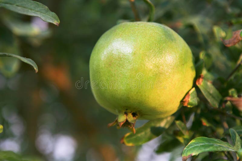 Green Pomegranate Picture. Image: 7925228