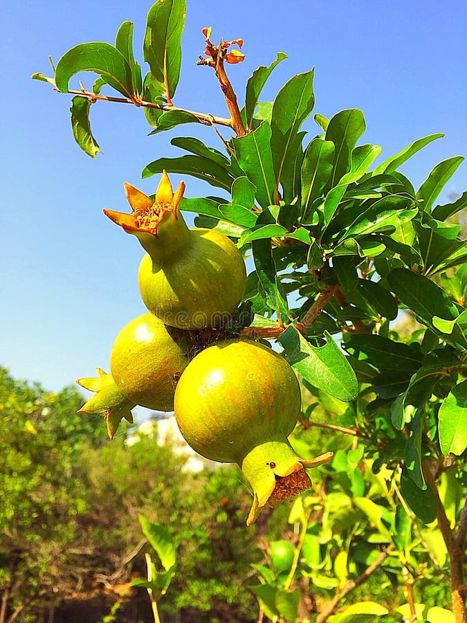 Green Pomegranates on a Tree Branch in the Garden Against a Blue Sky ...