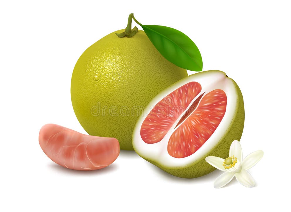 Pomelo Vector Stock Illustrations – 2,448 Pomelo Vector Stock ...