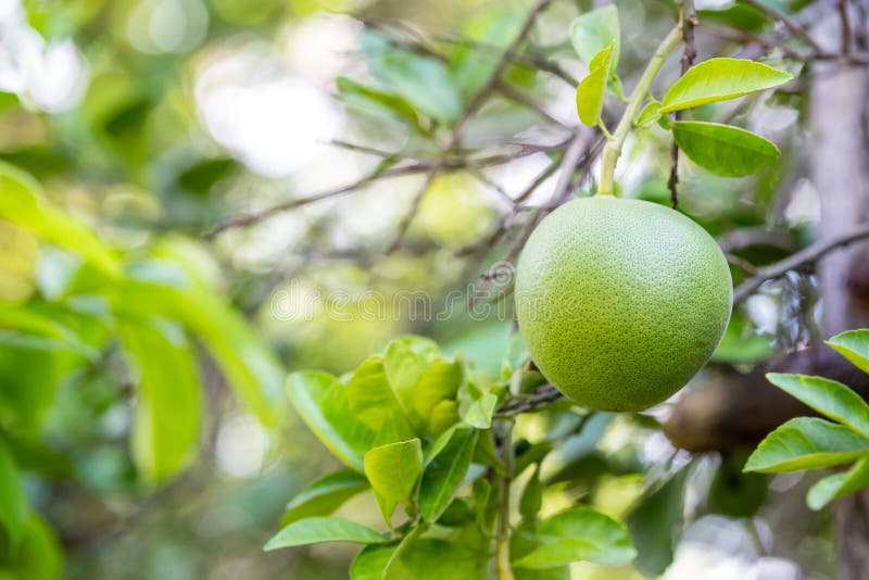 Green pomelo on tree stock image. Image of vitamins, leaf - 73281043