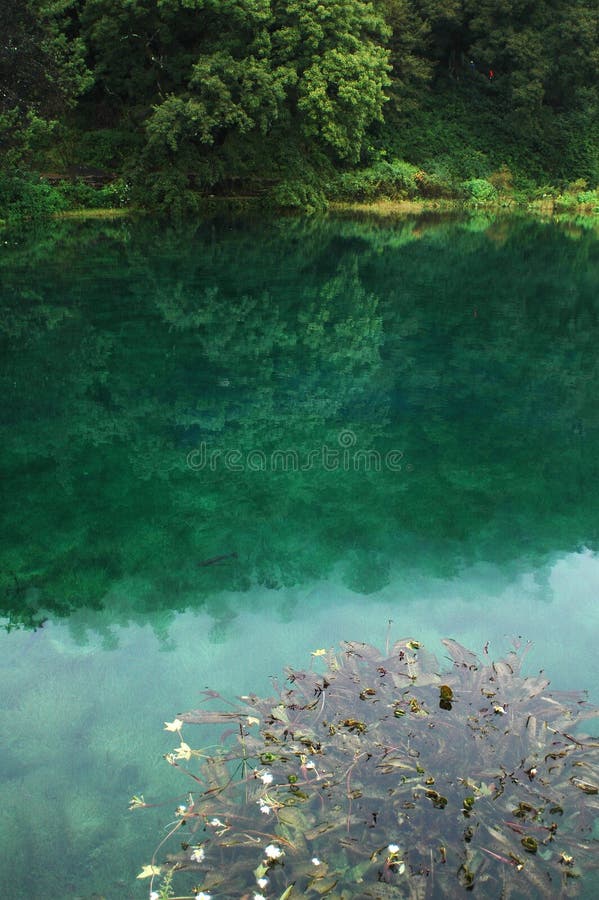 Green pond stock photo. Image of beauty, green, hurst - 7105110