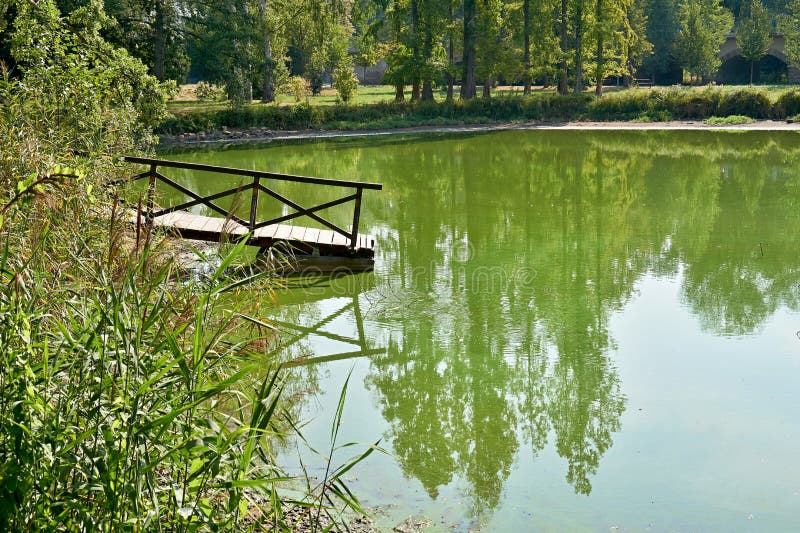 Green pond stock photo. Image of green, park, reflection - 127443032