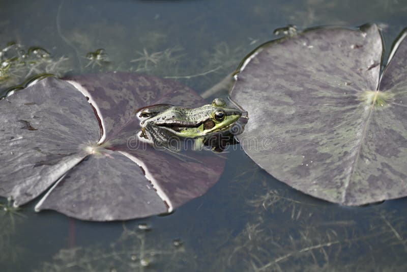 Green pond frog stock photo. Image of park, marsh, lily - 28947758