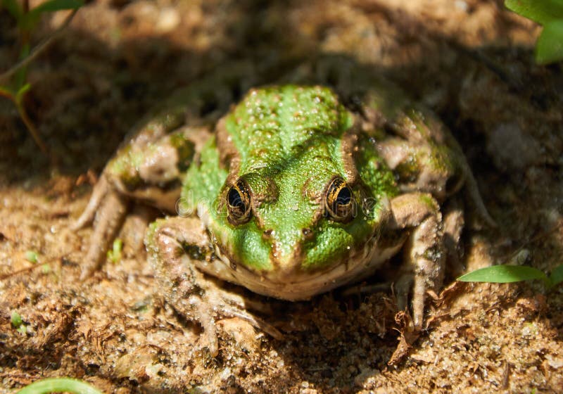 Green Pond Frog on the Sand Stock Photo - Image of animals, lakes: 73967472