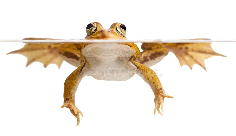 Green Pond Frog Swimming Isolated Spring Time Stock Photo - Image of ...