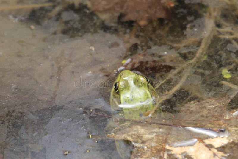Green Pool Frog Swimming in the Pond Stock Photo - Image of nature ...