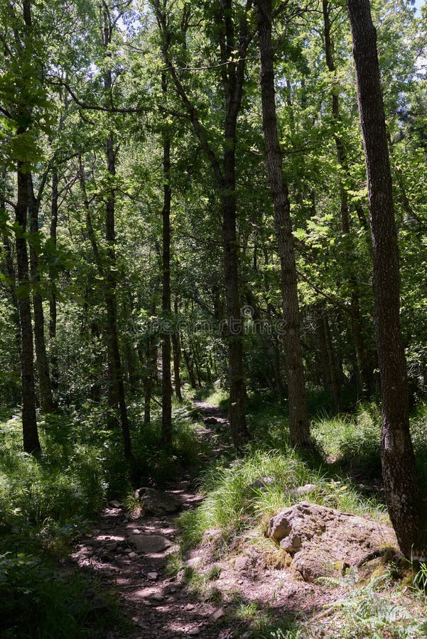 A Green Poplar Forest in the Spring Season Stock Image - Image of ...