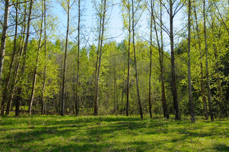 Green poplar forest. stock image. Image of seasonal, closeup - 93867199