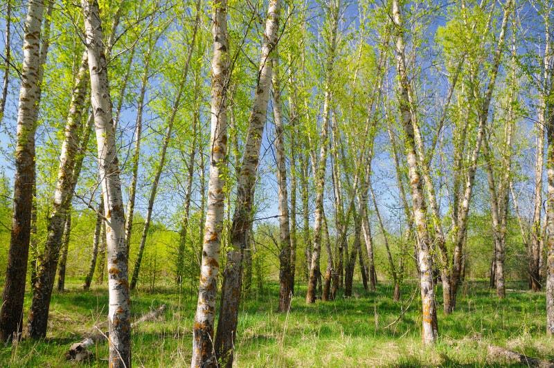 Green poplar forest. stock image. Image of color, green - 93955235