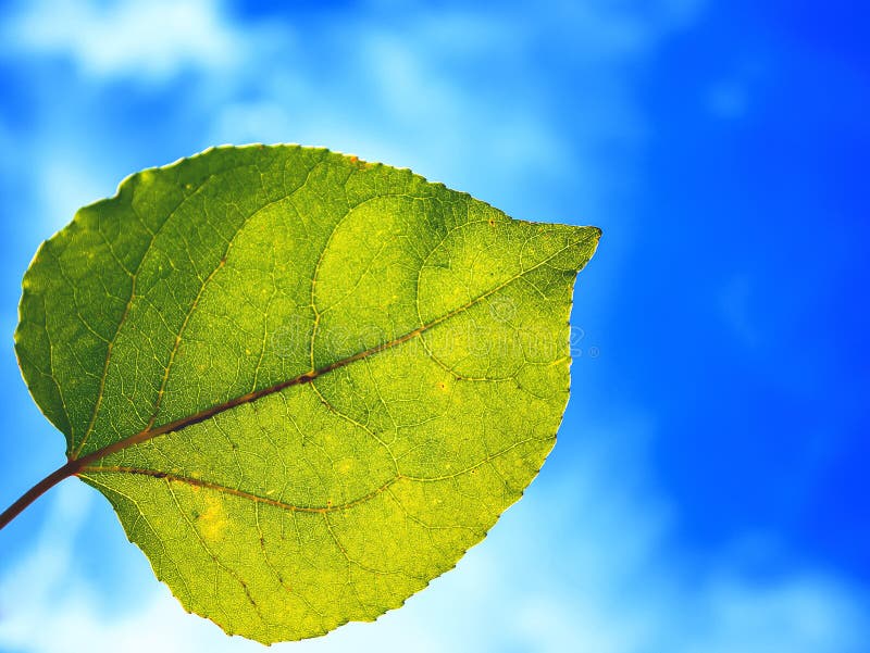 Green Poplar Leaf on the Background of the Blue Sky Stock Photo - Image ...