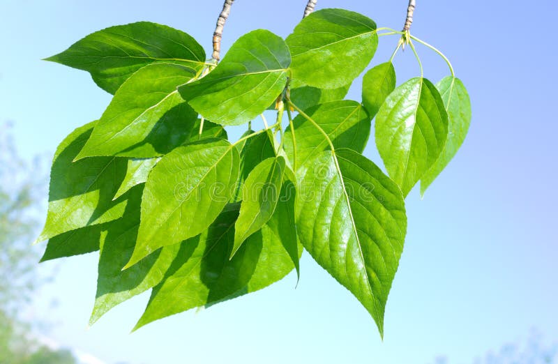 Green poplar leaves on sky stock image. Image of shiny - 31617869