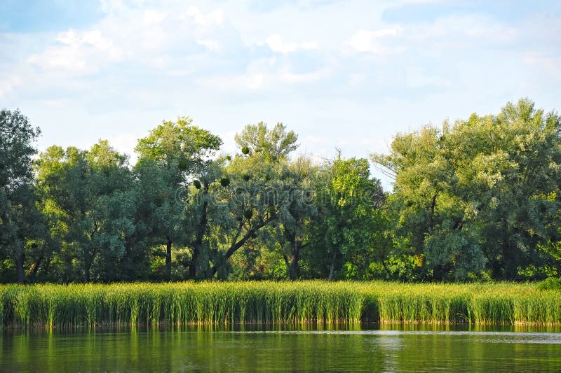 Spring tree and river stock photo. Image of landscape - 158606752