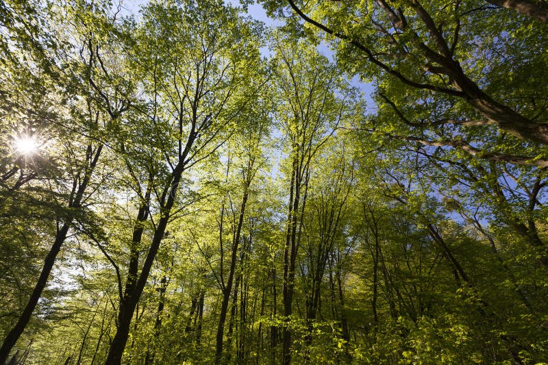 Green Poplars in the Spring Season in the Forest Stock Photo - Image of ...