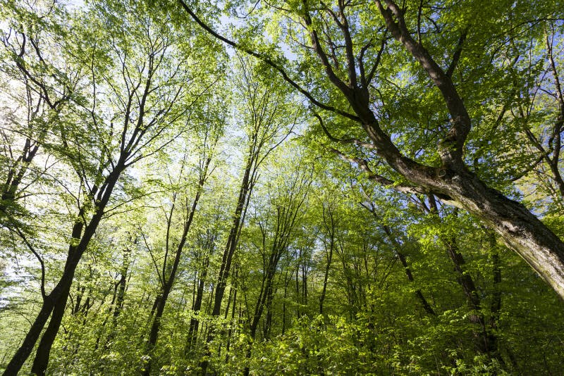 Green Poplars in the Spring Season in the Forest Stock Photo - Image of ...