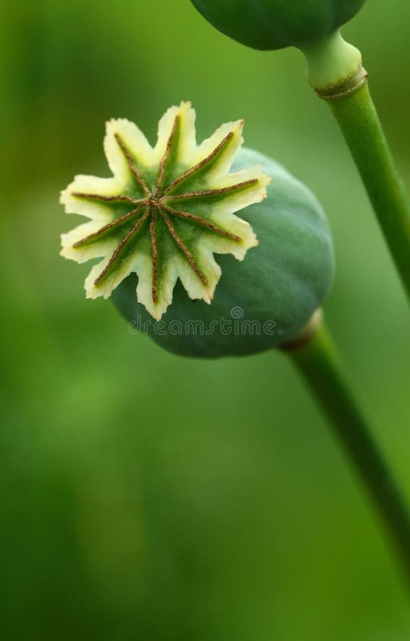 Green poppy box stock photo. Image of poppies, star, background - 56860312
