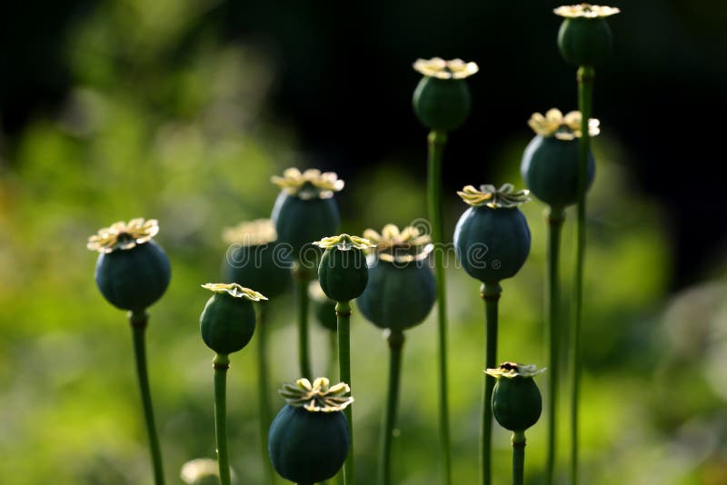 Green poppy boxes stock photo. Image of august, head - 124400366