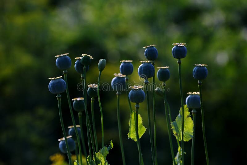 Green poppy boxes stock photo. Image of plant, grow - 124400370