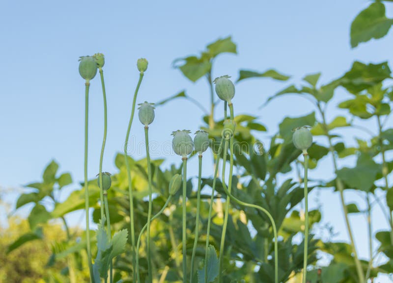Green Poppy Bushes in the Summer.. Stock Image - Image of head, floral ...