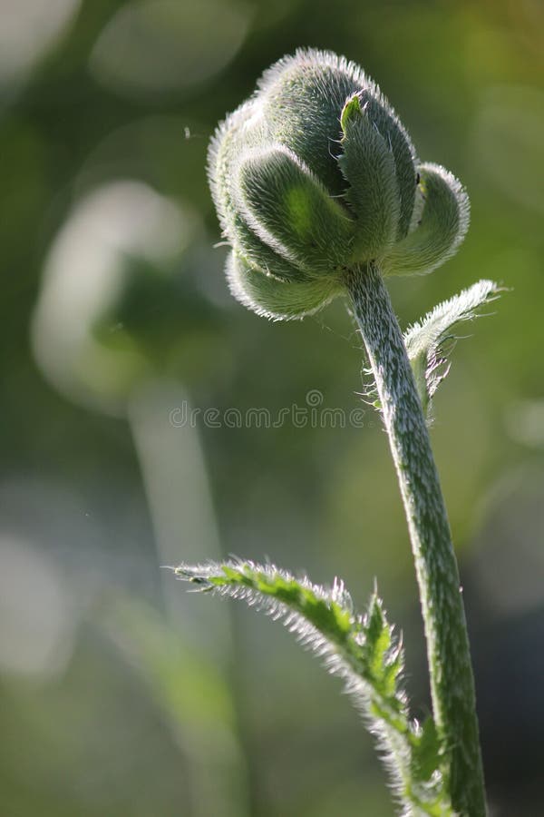 Green poppy in the field stock photo. Image of leaf, beauty - 84940620
