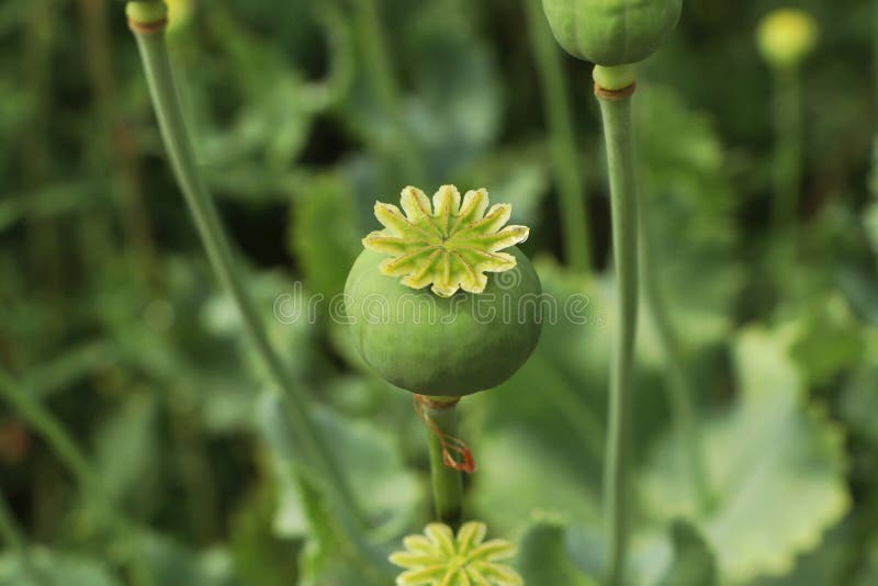 Green Poppy Head Growing in Field, Closeup Stock Photo - Image of ...