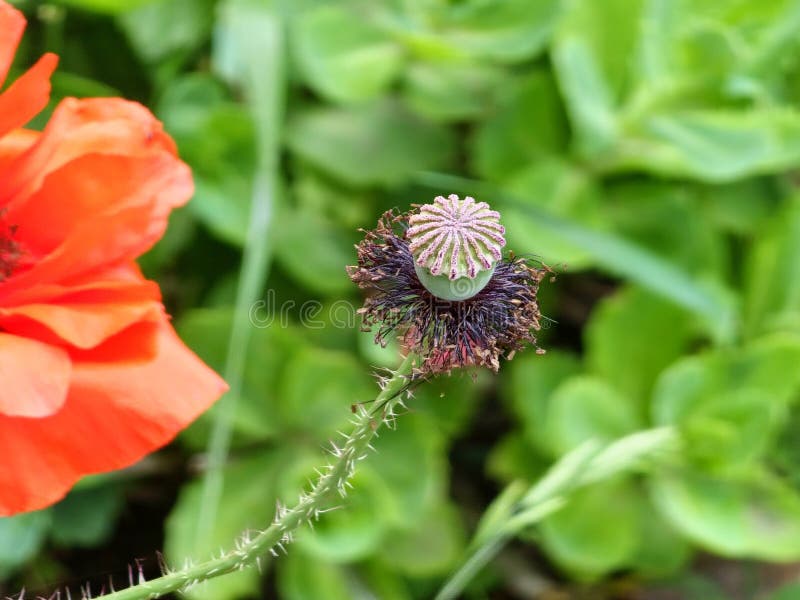 Green Poppy Head Growing in Field, Closeup Stock Image - Image of rural ...