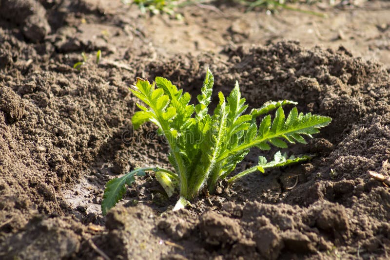 Green Poppy Leaves Sprout Sprouted in Spring in the Garden. Stock Image ...
