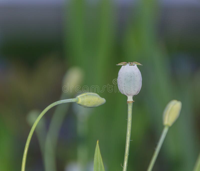 Green poppy pods. stock photo. Image of closeup, field - 97835522