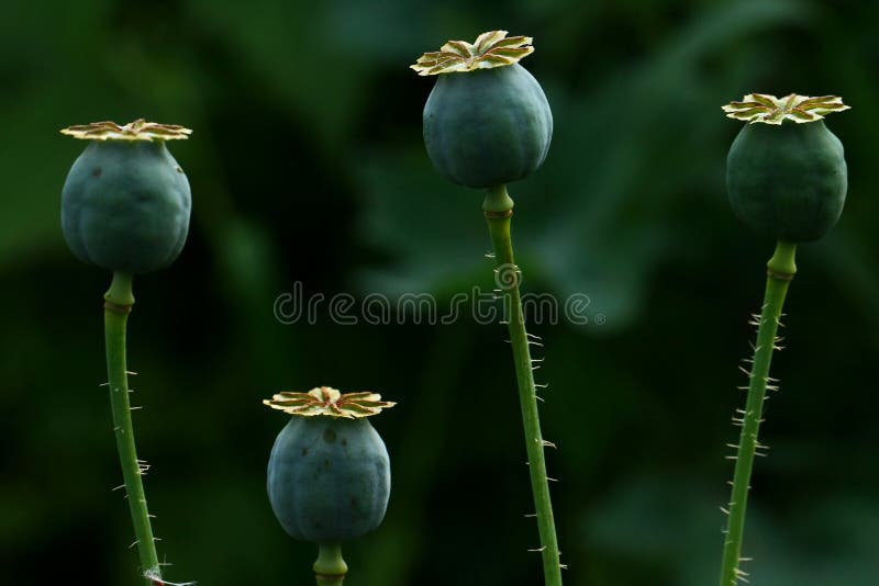 Green poppy seed boxes stock photo. Image of growing - 156457448