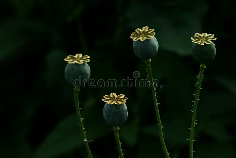 Green poppy seed boxes stock image. Image of summer - 156457471