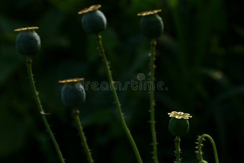 Green poppy seed boxes stock photo. Image of natural - 156457484