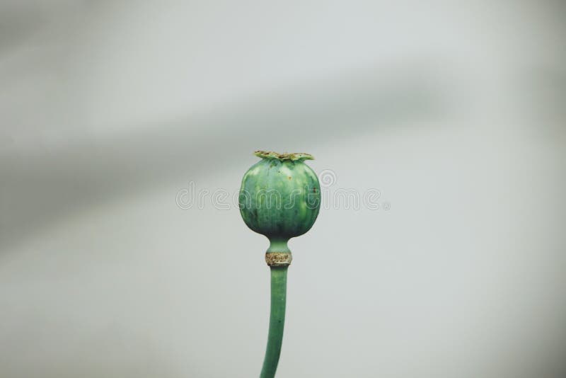 Green Poppy Seed on a Smooth Pastel Background Stock Photo - Image of ...