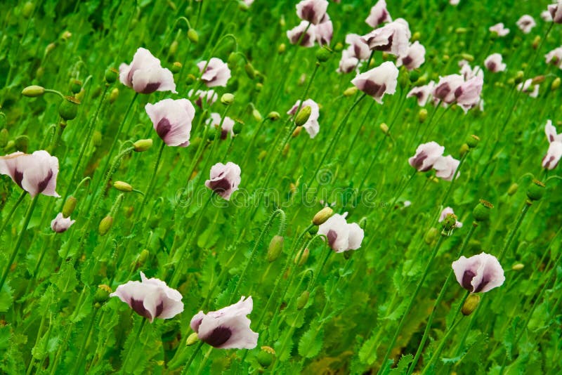 Green poppy seeds field stock image. Image of detail - 10864153