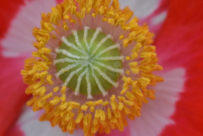 Green Stigma Yellow Anthers Mandala Poppy Flower Stock Image - Image of ...