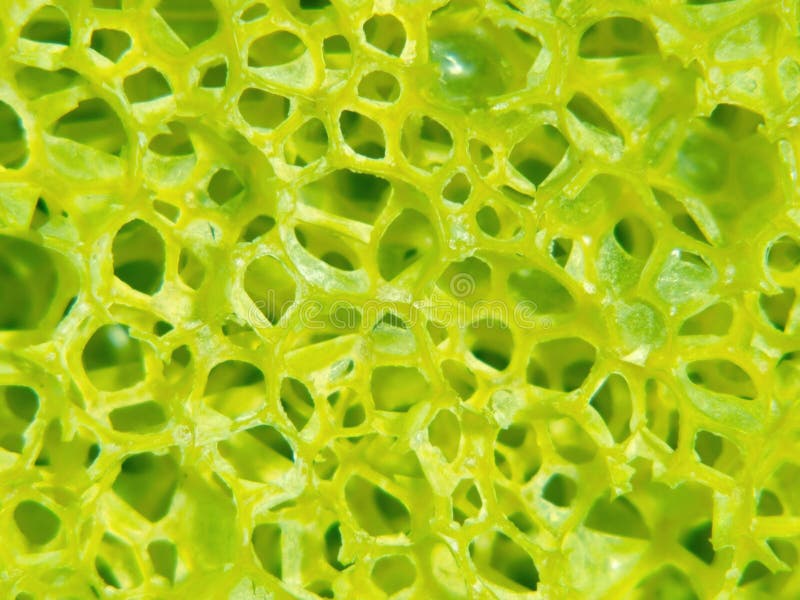 Green porous structure. stock image. Image of sponge - 24292805
